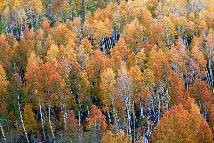 2011 Fall Colors : Scott Fricke Photography